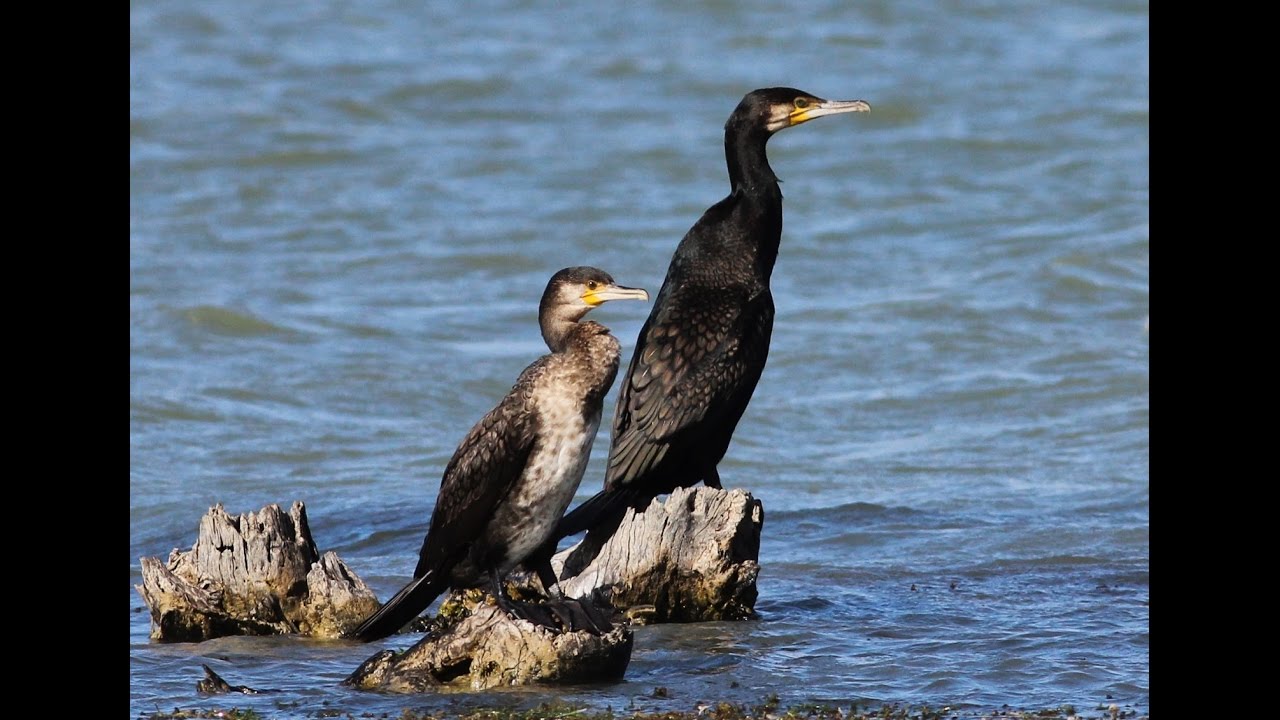 Great Cormorant (Phalacrocorax carbo) Κορμοράνος. - Achna dam - Cyprus ...