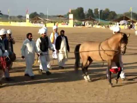 Prince Malik Ata with 1 of his dancing horses - YouTube