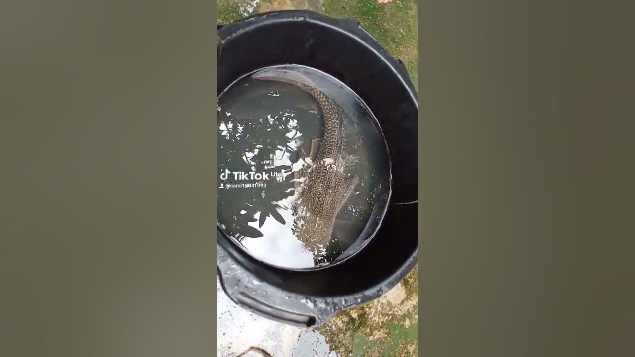 Ikan Sapu2 Part 2 Youtube