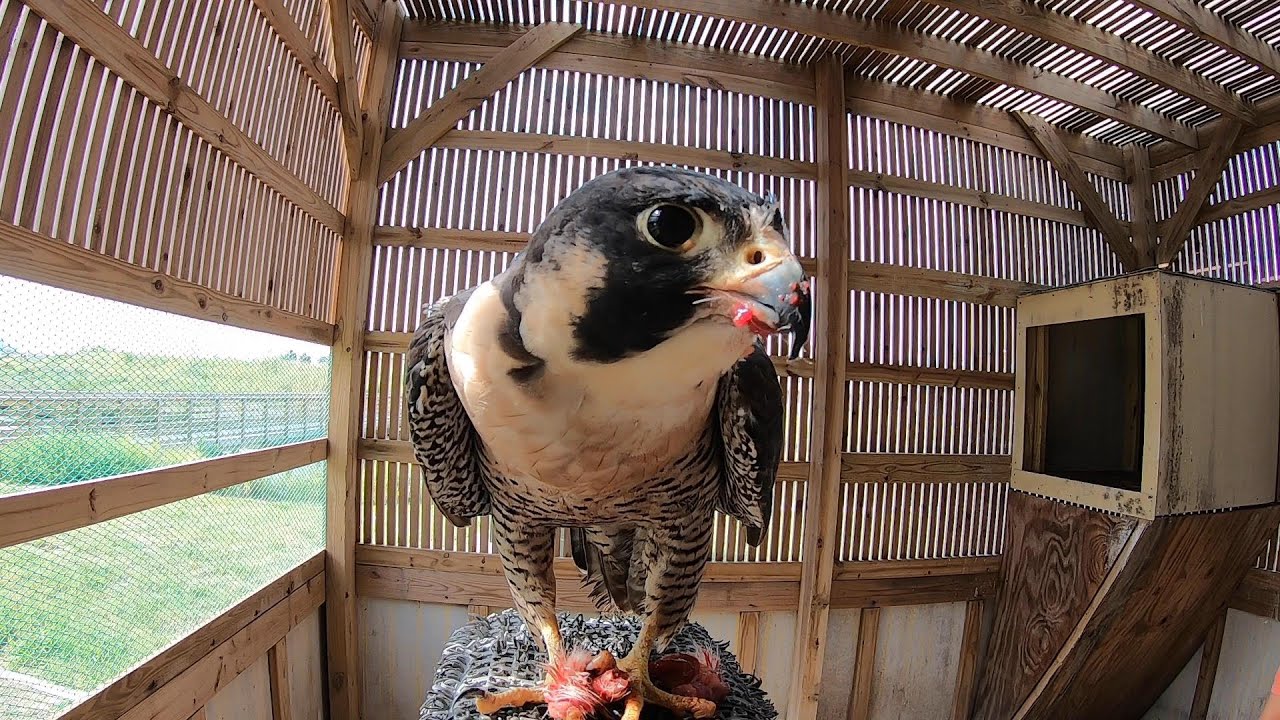 Feeding a Peregrine Falcon - YouTube