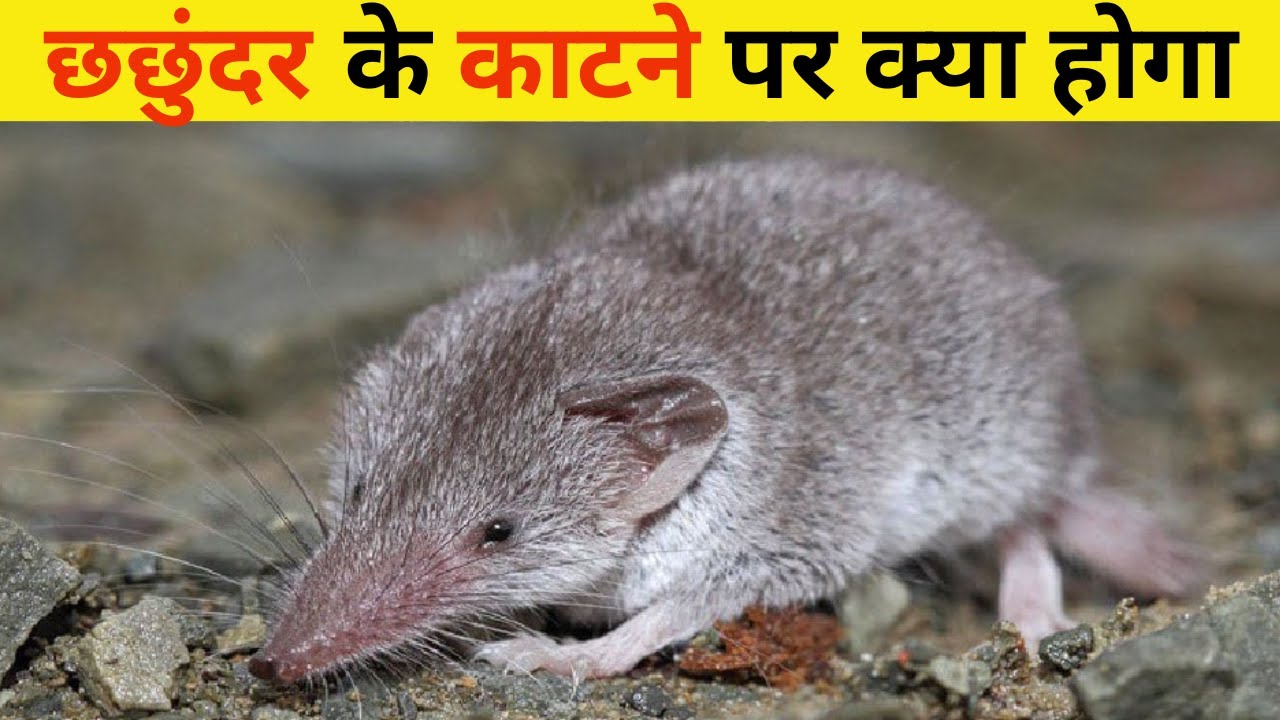 छछूंदर के काटने पर क्या होता है || chachundar ke katne se kya hota hai ...