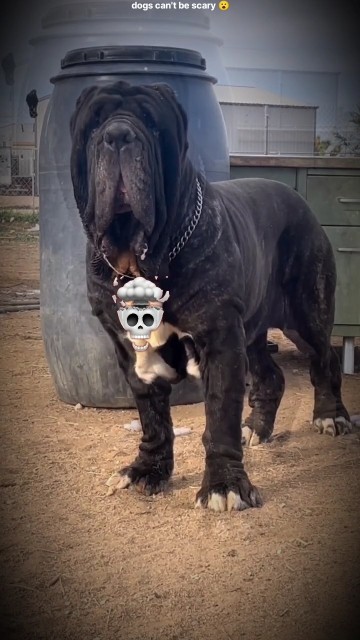 animals transformation ☠️💀 #trollface #trolling #editing #trending # ...