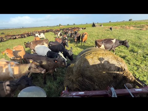 Cows Enjoy The Extra Fibre - YouTube