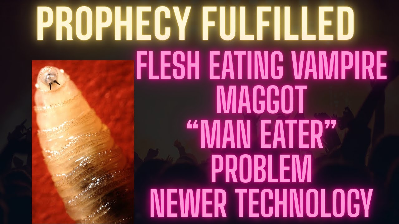 Prophecy Fulfilled: Flesh eating vampire Magot problem, dead meat,newer ...