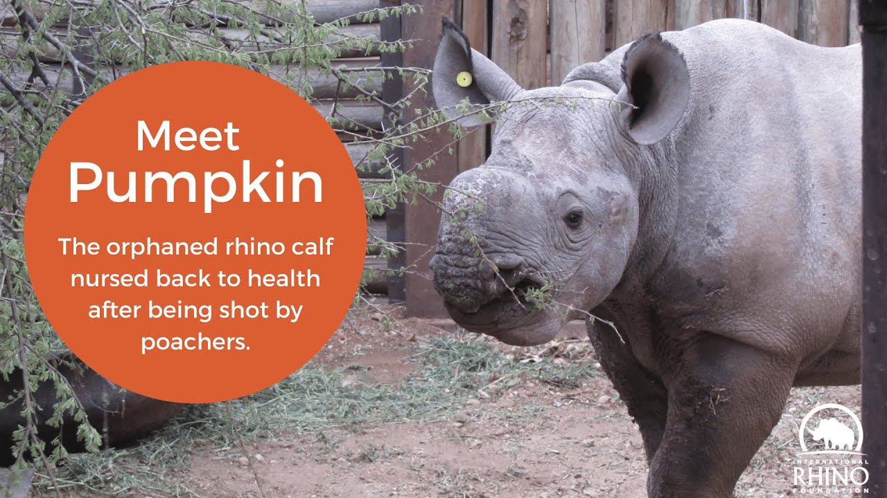 Orphaned Rhino Calf Pumpkin is Saved from Poachers - YouTube