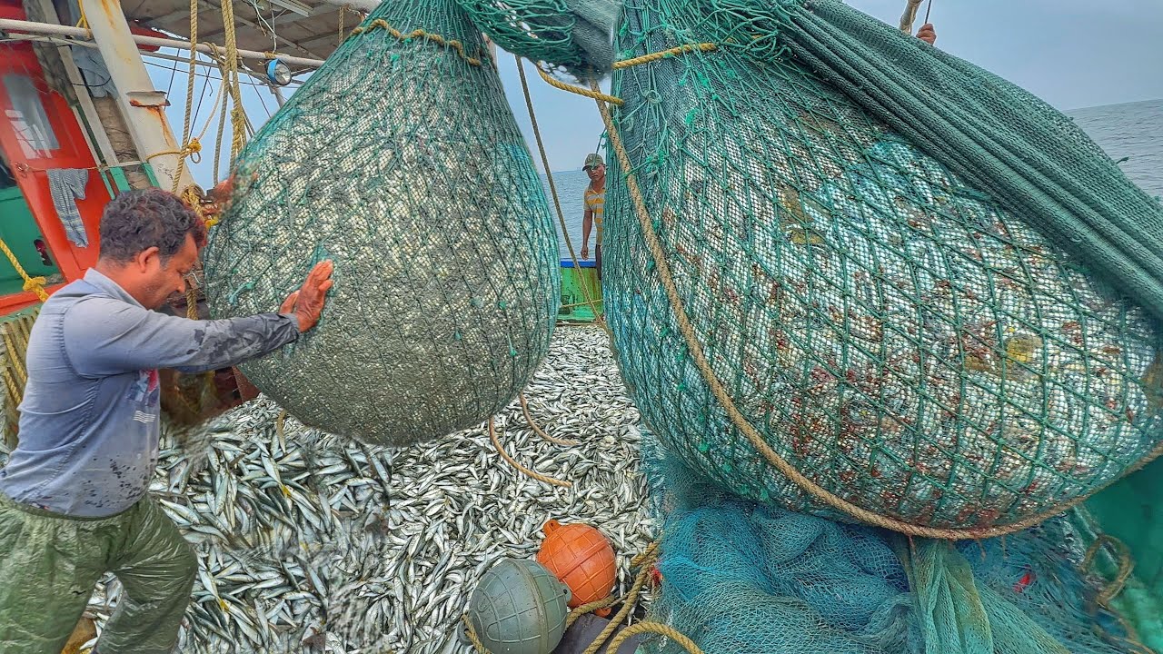 MASSIVE FISHING DAY 🤩🌊 Boat Filled with sardine Fish Catch | UNCUT ...