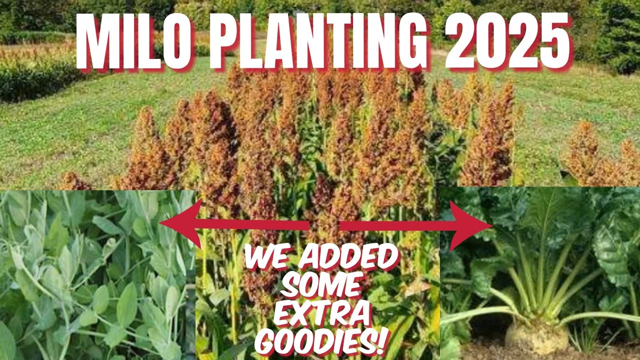 MILO FOOD PLOT PLANTING 2025 - YouTube