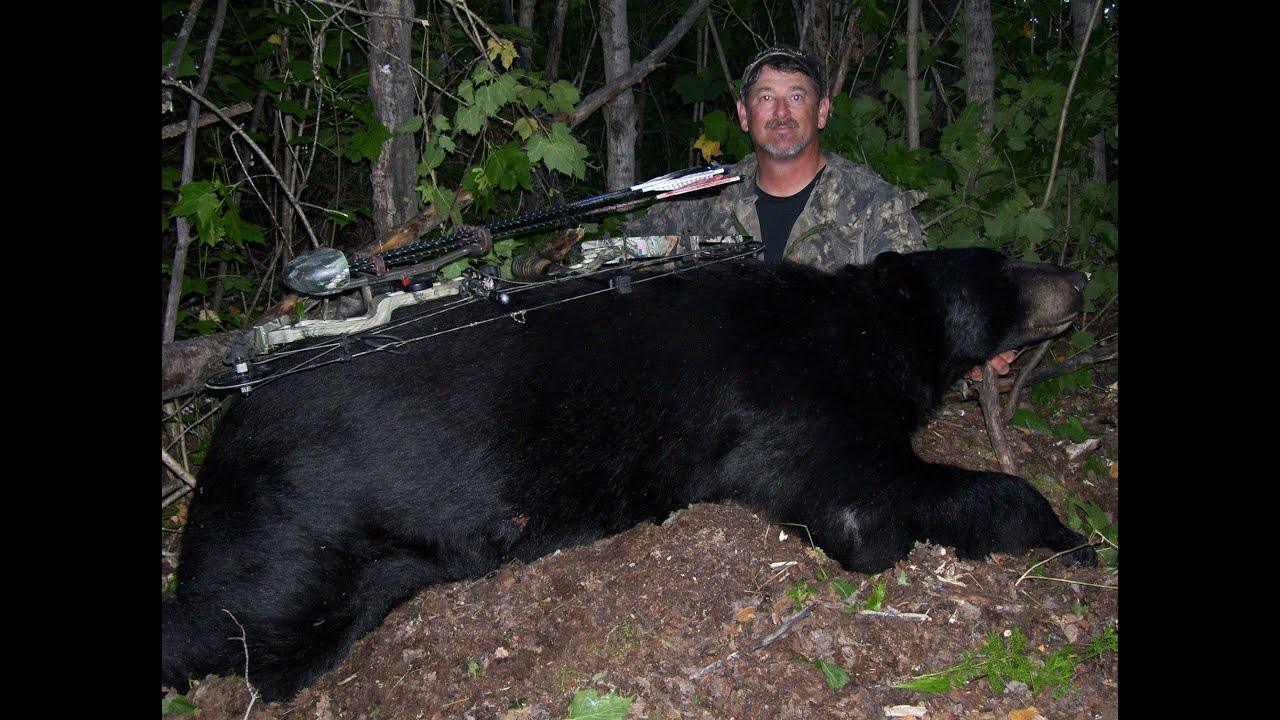 Bears in the Heat - YouTube