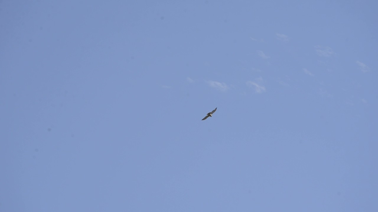 Crows attacking Hawk 11/08/16 - YouTube