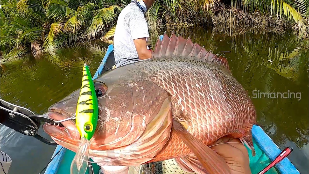 Mangrove Jack Besar Ngumpul di Sungai Kecil Saat Puncak Pasang ...