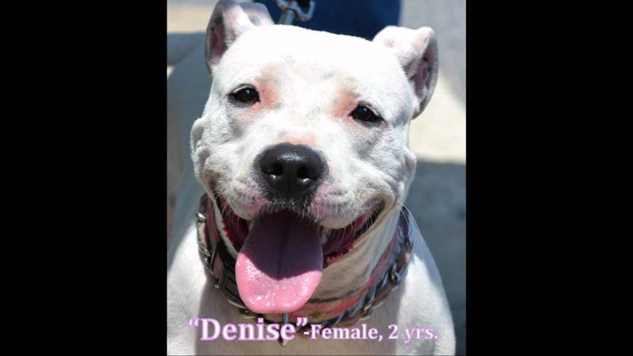 June 18th, 2012--Trumbull County Dog Kennel (Pound)--Warren, OH-- - YouTube