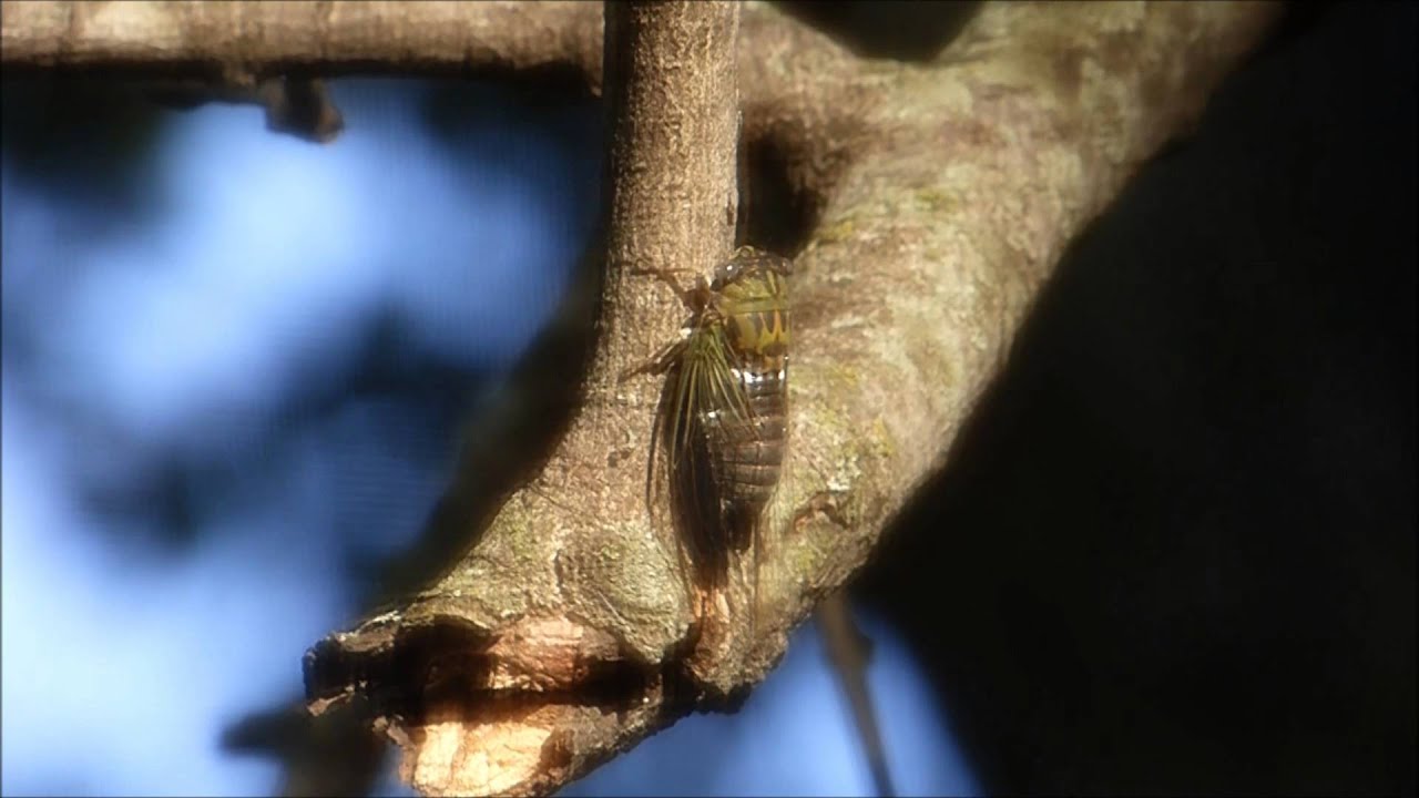 Cicada (Neotibicen pruinosus) Calling - Topeka, KS - YouTube