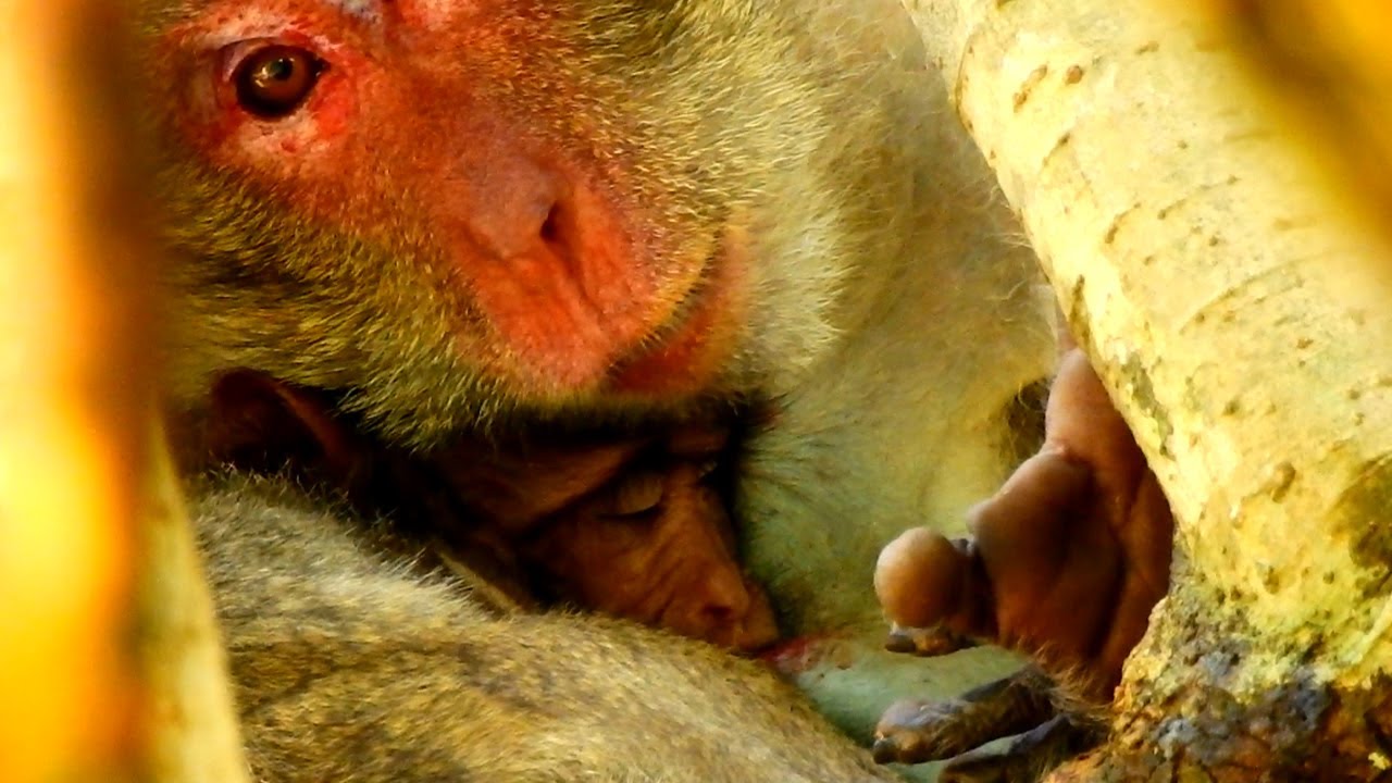 Greatest Day !! Jazzy Monkey Get Over Responsible When Jane Monkey Feed ...