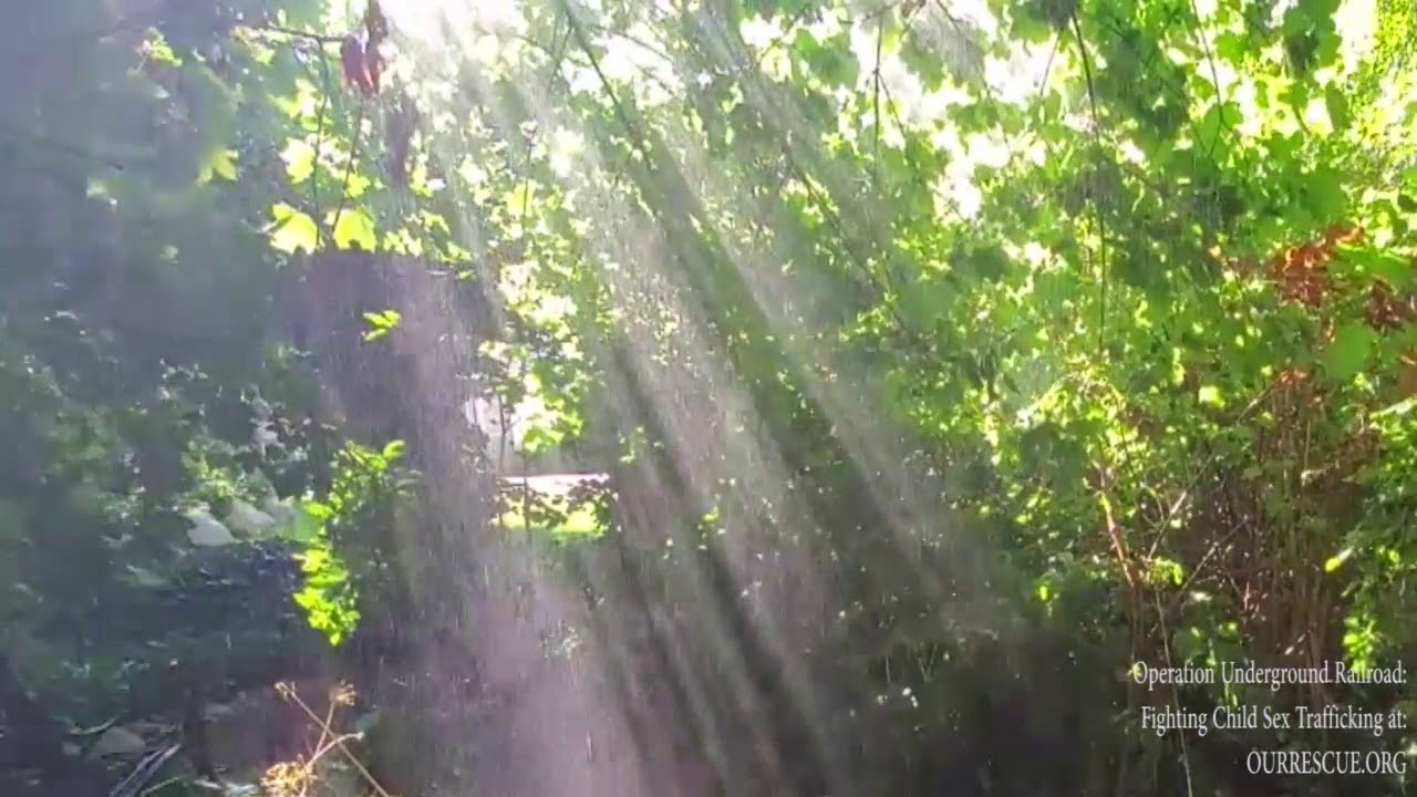 Misty Lights. Time lapse of the sunlight passing through the trees and ...
