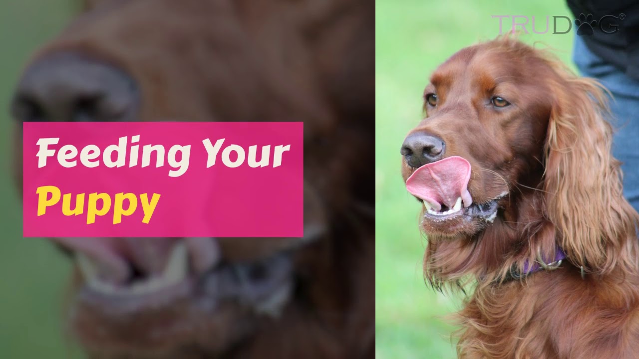 How To Feed The Irish Setter - YouTube