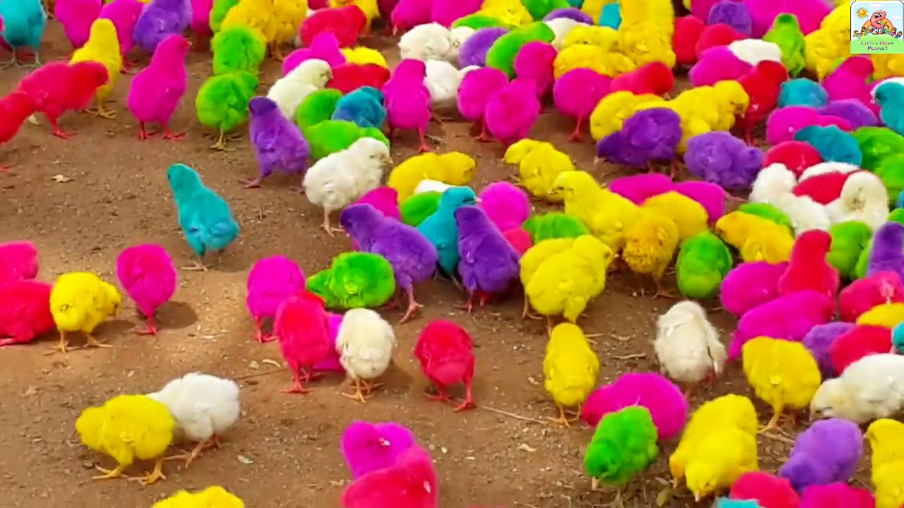 Colourfull Little Baby Chickens - YouTube