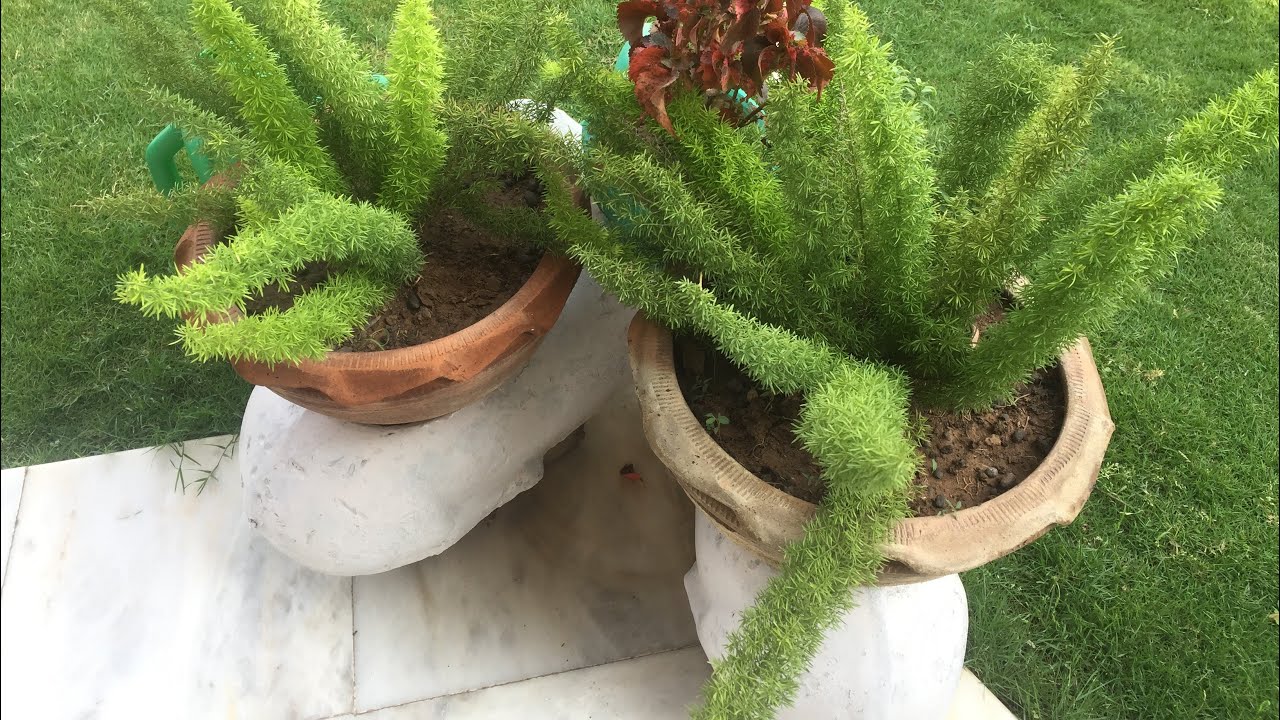 Fox Tail Fern Care and propagation - YouTube