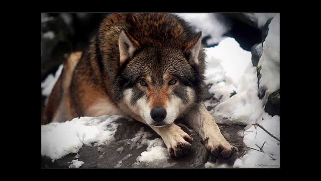 Help Save The Wolves - YouTube