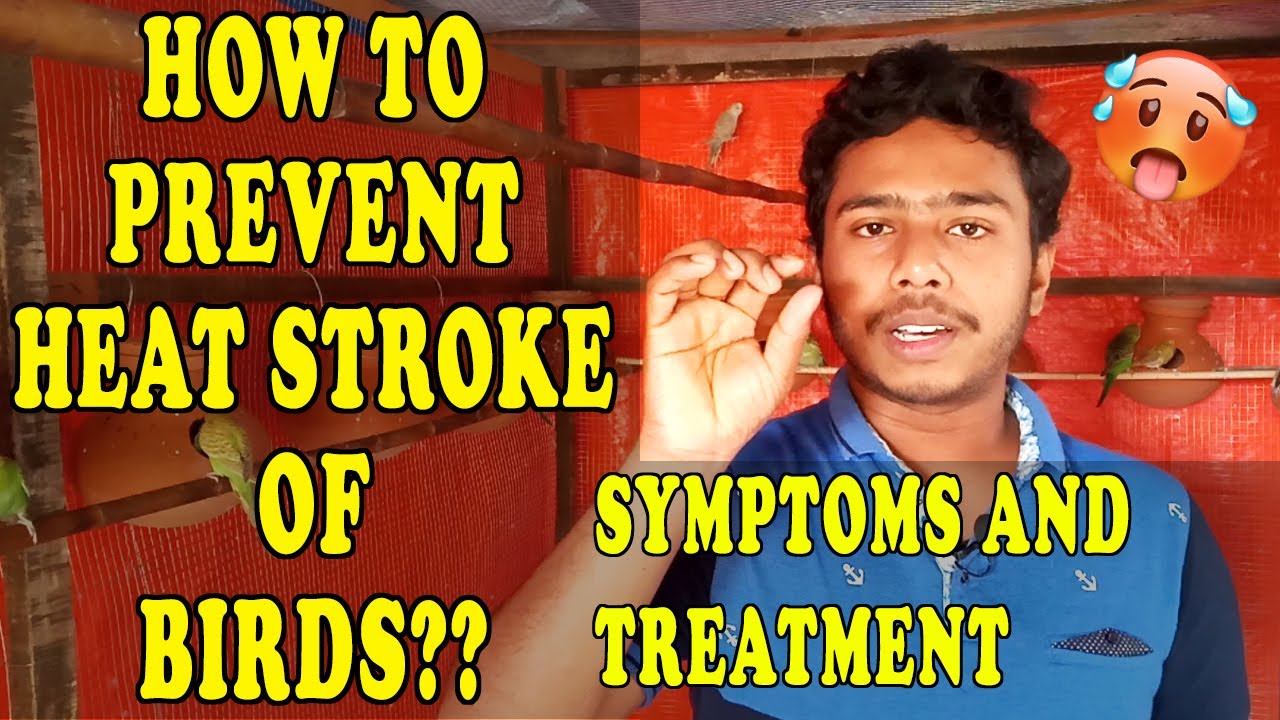 How To PREVENT HEAT STROKE of Birds in Summer? Treatment and Symptoms ...