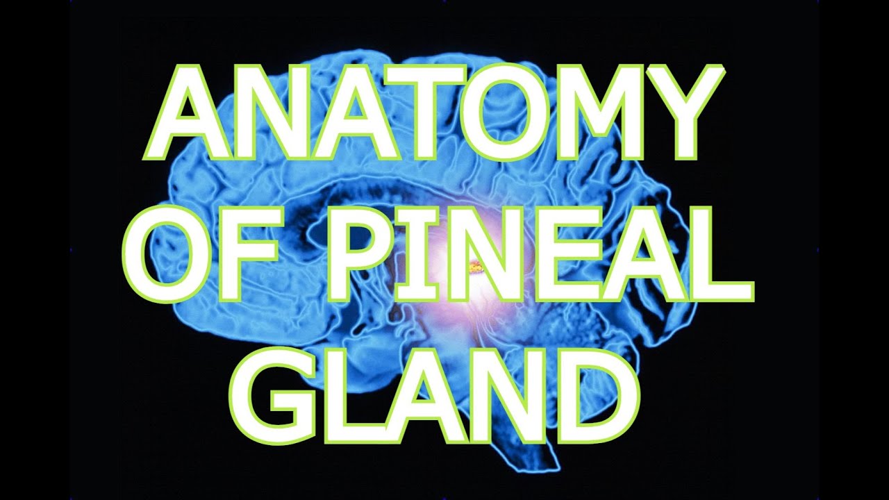 ANATOMY OF THE PINEAL GLAND - YouTube