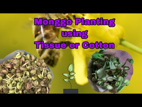 Paano mag tanim ng Monggo gamit ang Tissue / Bulak ? - YouTube