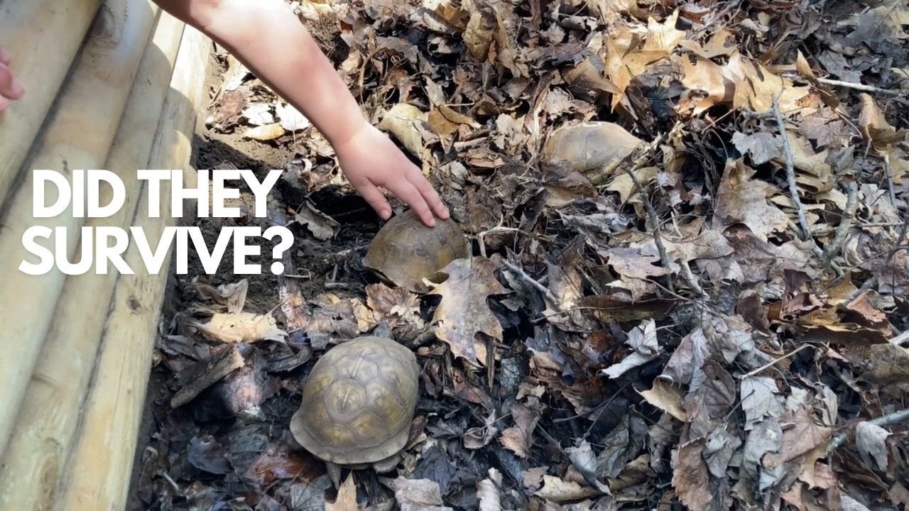 Box Turtles - Did They Survive the Winter? - YouTube