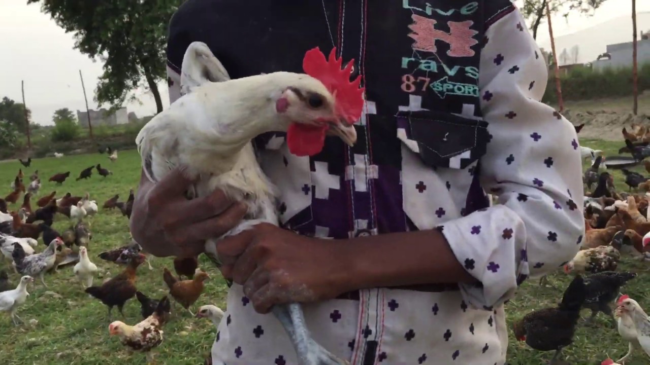 2 Month old Chicks - YouTube