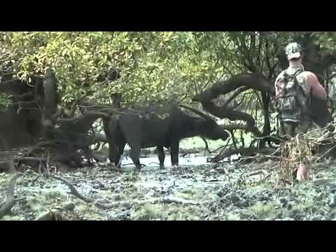SWAMP HOGS Bow Hunting the Top End Australia - YouTube