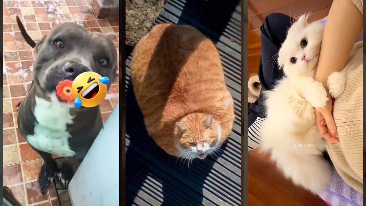 Cute Cats 😅 kitten meowing crying 🐕 #worldofanimals Episode 5509 - YouTube
