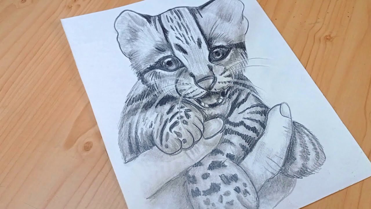 Baby Tiger Drawing In Pencil Adorable Baby Tiger Drawing