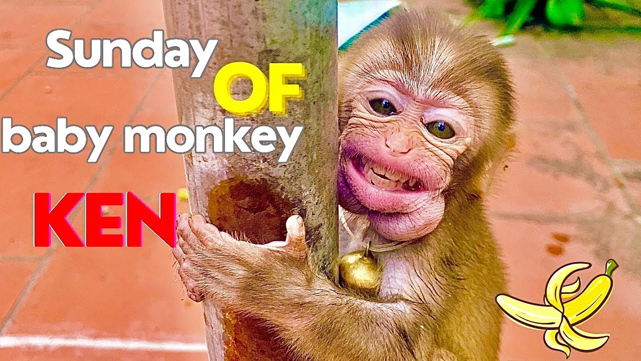KEN monkey plays with his friend BanhBao on Sunday #monkey #pets #funny ...