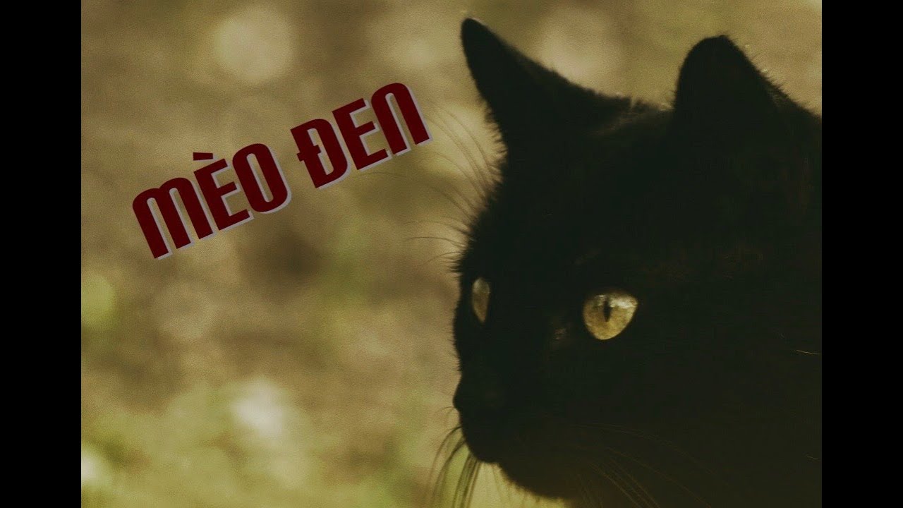 Những sự thật thú vị về Mèo Đen | Mèo siêu dễ thương | Kênh Mèo & Cún ...