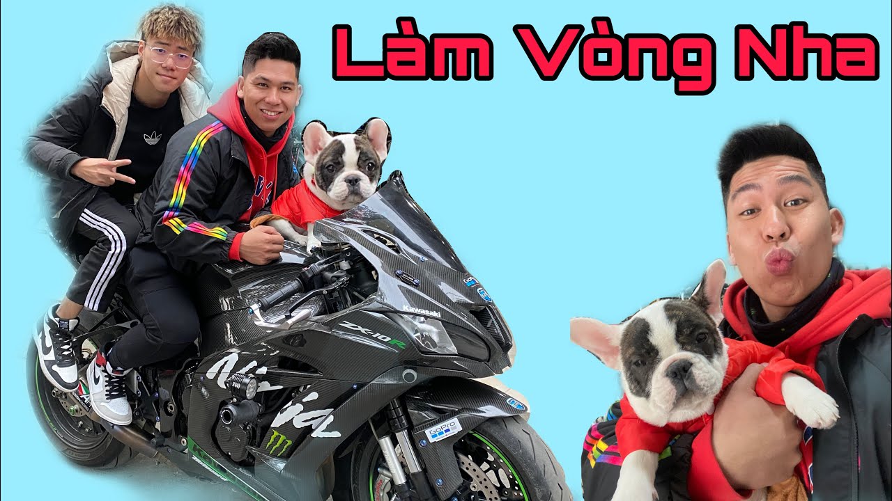 Dương KC Vlogs Tặng Chó Bull Pháp 10 Triệu Đồng Cho Tới Tài Tử | Fan ...