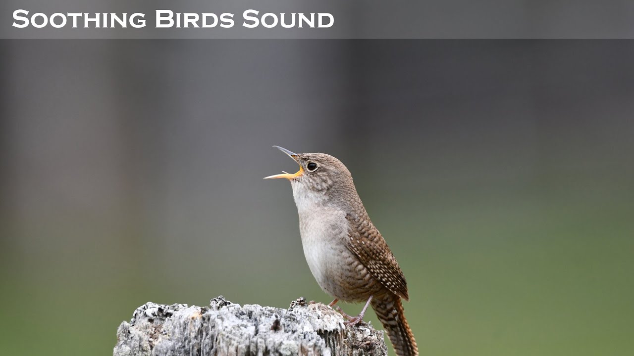 Relaxing Bird Sounds for Sleeping - Calming Birds Chirping Ambience ...