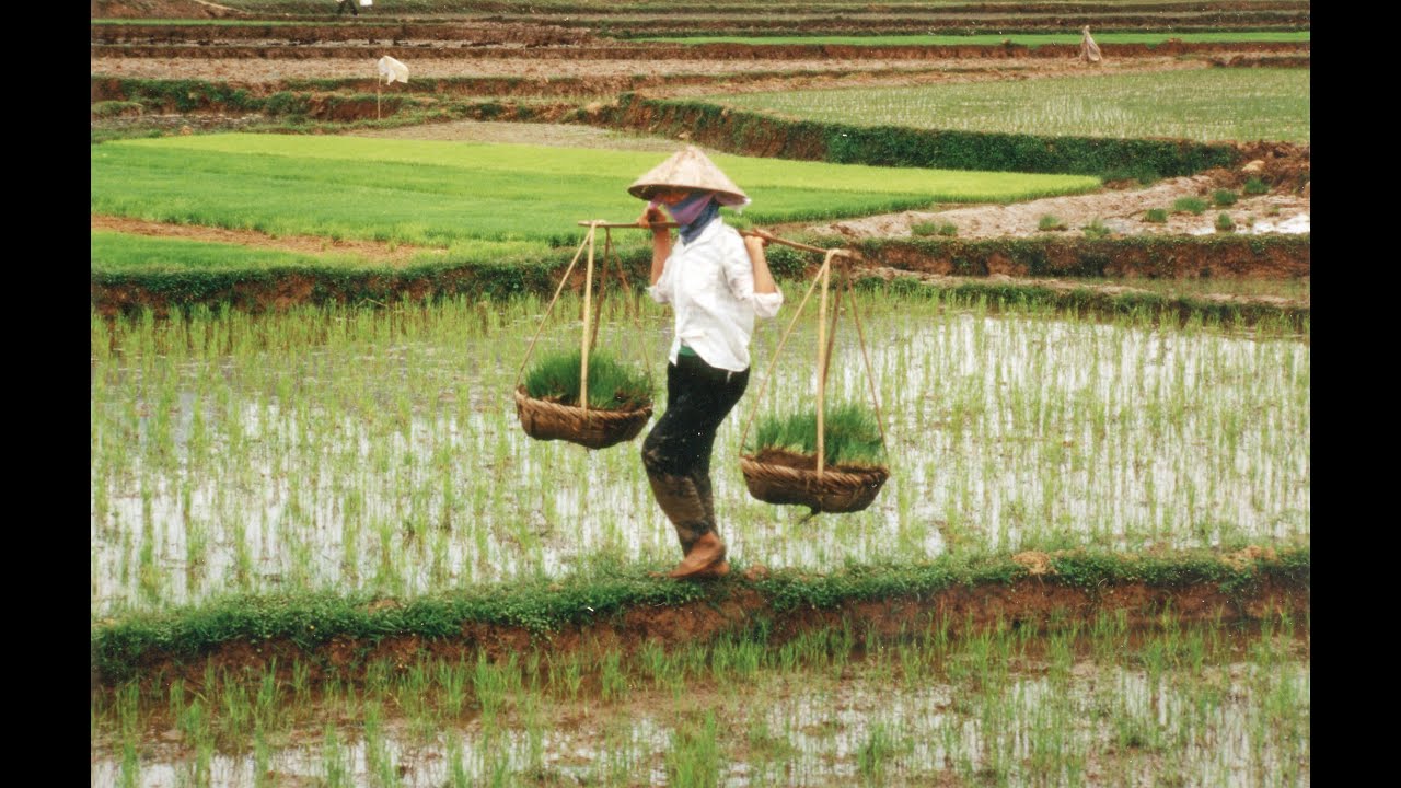 one day in the life of a rice farmer HD - YouTube