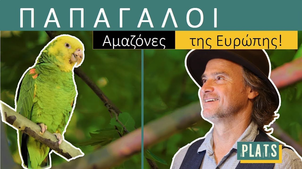 ΠΑΠΑΓΑΛΟΙ Αμαζόνες της Ευρώπης! - YouTube