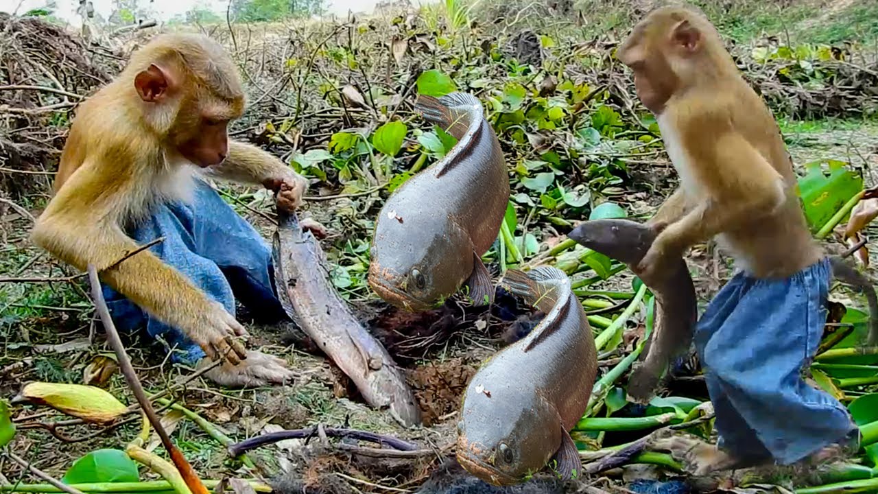 A Farmer SokYaa Catching Fish Alone At Dry Pond, Carry Back Home - YouTube