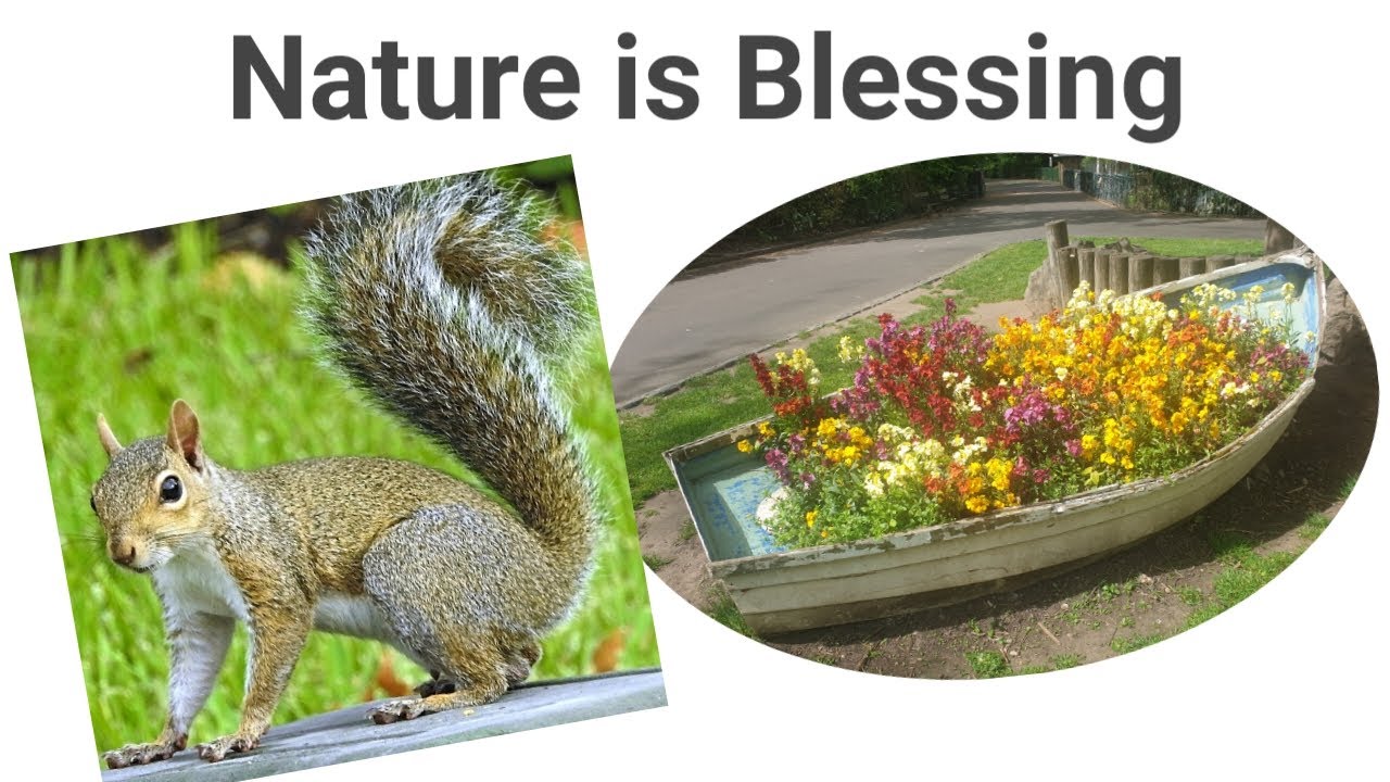 Found some beautiful Squirrels and Ducks in lovely weather - YouTube