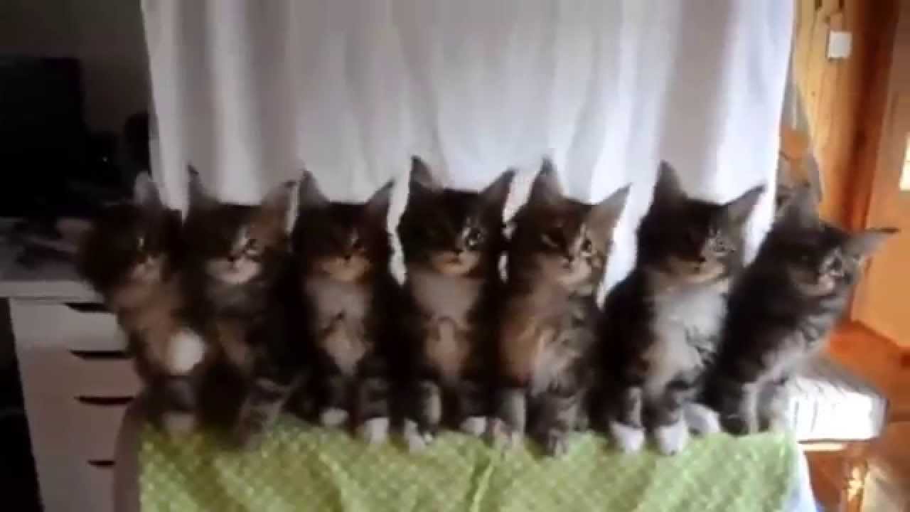 Dancing cats - YouTube