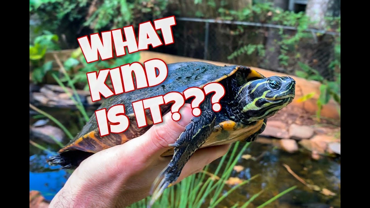 How to identify cooters!! - YouTube