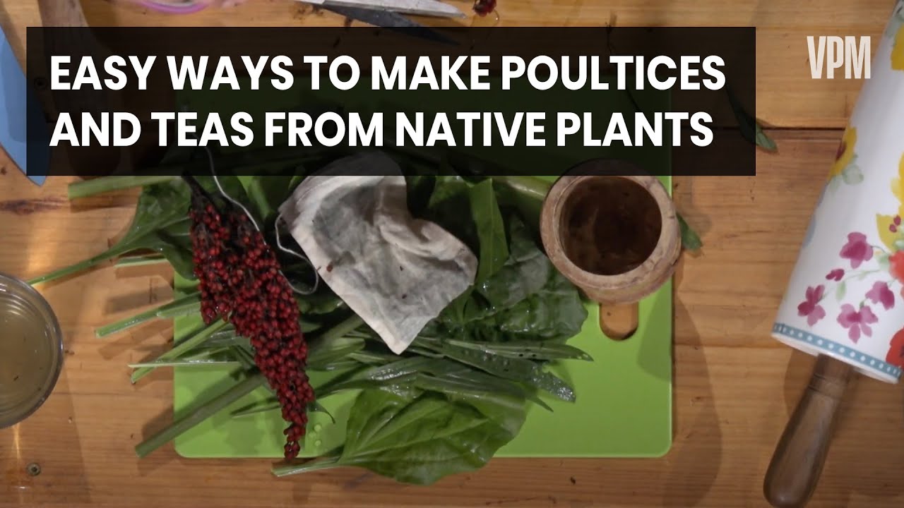Learn how to make poultices and tea with native plants - YouTube