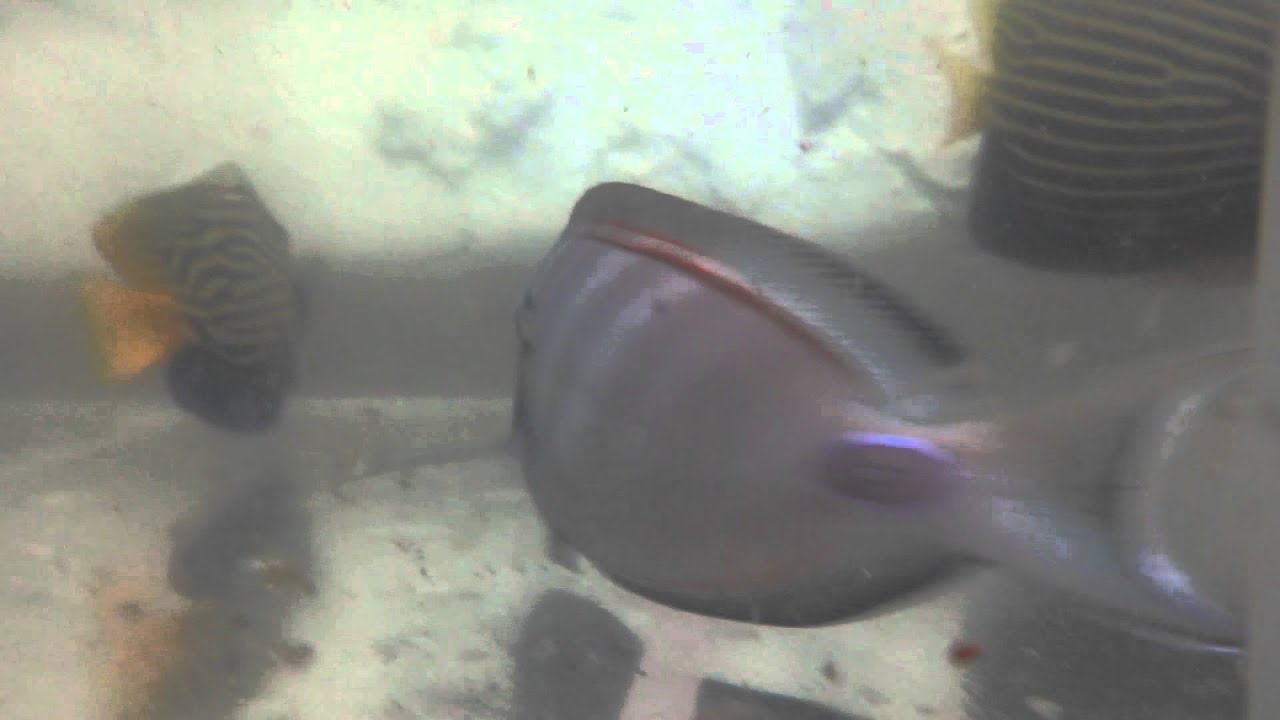 Lieutenant Tang (Acanthurus tennenti) - YouTube