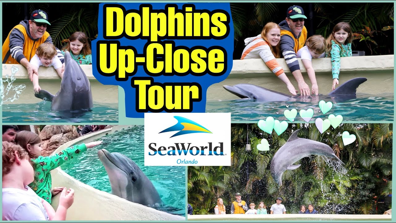 Dolphins Up-Close Tour at Sea World Orlando | Petting & Feeding ...