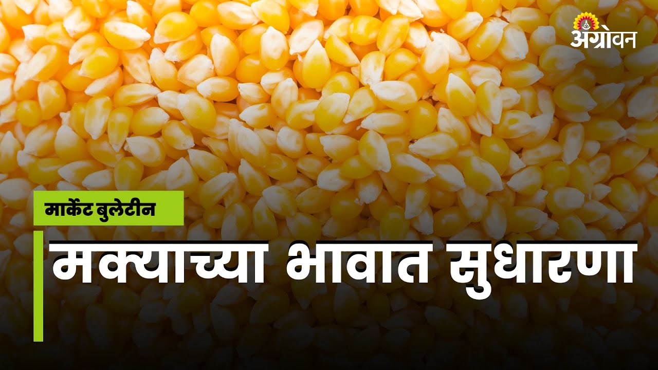 Maize Market: मक्याचे भाव आणखी वाढतील का? |Agrowon| ॲग्रोवन - YouTube