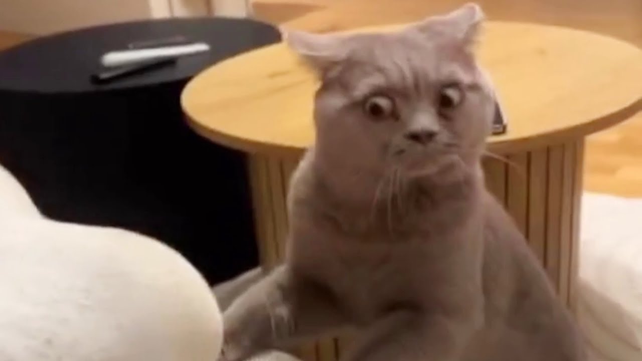 HILARIOUS CAT BLOOPERS 😹 Cats in the Funniest Blooper Reel 2023 - YouTube