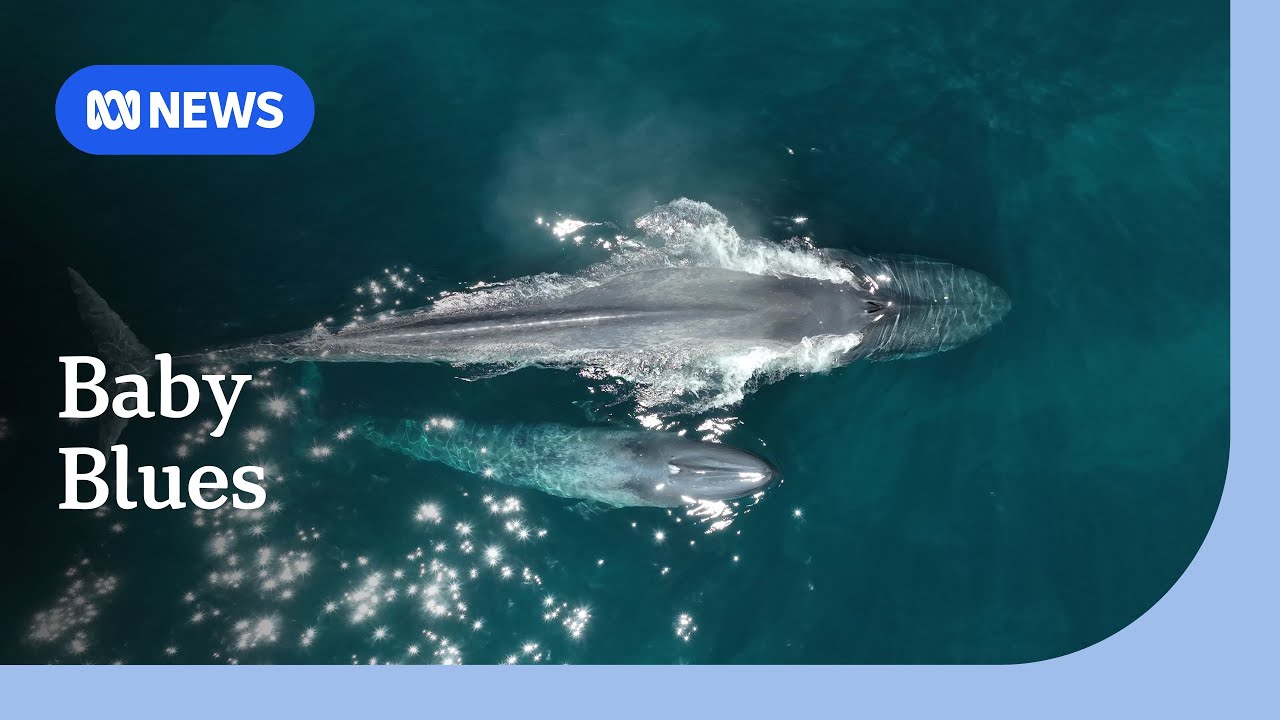 Baby blue whale numbers peak at just the right time off WA coast | ABC ...