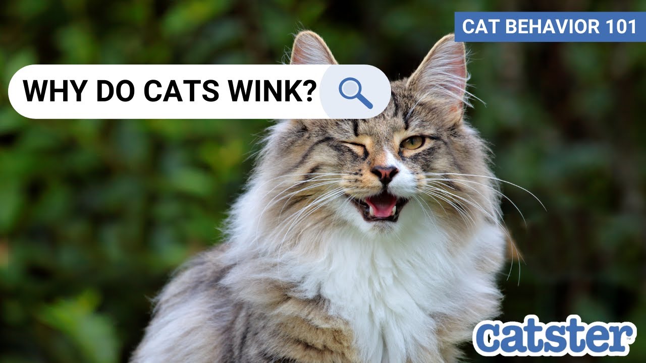 3 Reasons Why Cats Wink? Cat expert explains! - YouTube