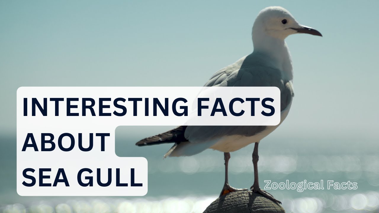 Amazing Facts About The Sea Gull You Didn't Know! | Zoological Facts ...