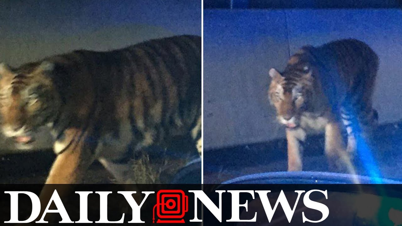 Tiger killed by cops in Georgia had escaped unnoticed from truck - YouTube