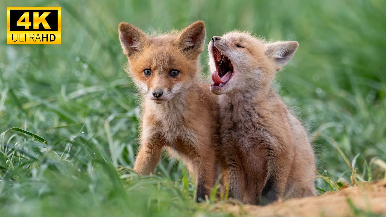 The World Of Young Wild Animals With Relaxing Music (Colorfully Dynamic ...